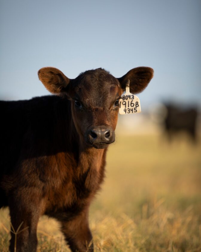 Two Locals Join American Angus Association | News, Sports, Jobs - Tyler ...